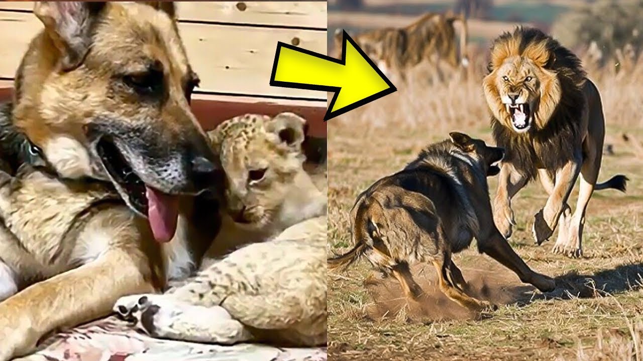 El perro salvó al cachorro de león, ¡pero 2 años después sucedió lo ...