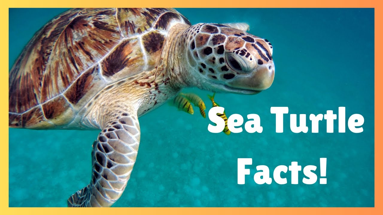 Sea Turtle Fun Facts That Will Blow Your Mind! - YouTube