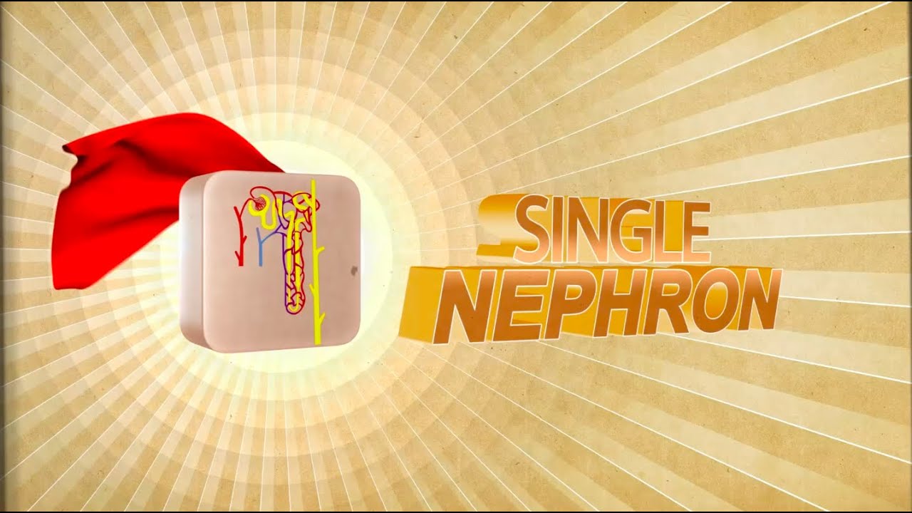 Single Nephron GFR - YouTube