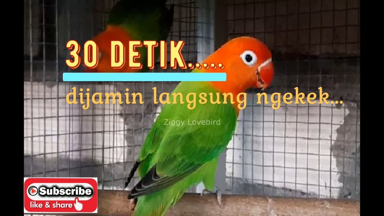 30 detik...LOVE BIRD lain pasti BUNYIII...... - YouTube