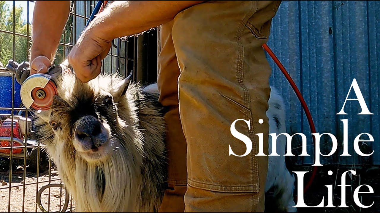 Goat Scurs and cleaning up a mess... Saturday Chores @ASimpleLife - YouTube