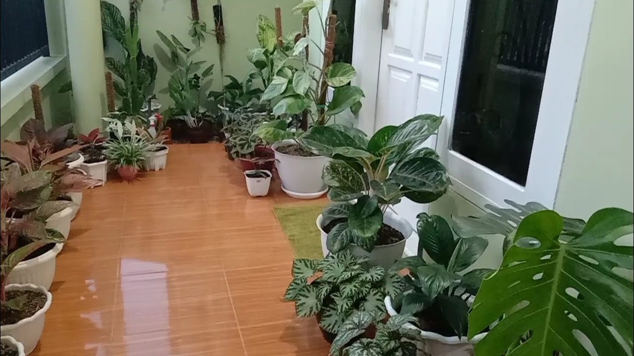Teras Rumah Sejuk dan Cantik dengan Tanaman Hias Rimbun - YouTube
