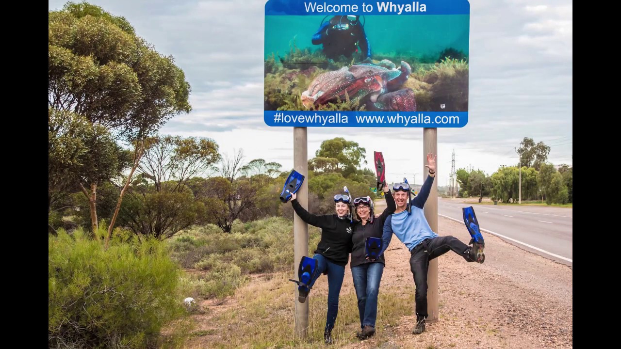 Diving with Cuttlefish at Whyalla - YouTube