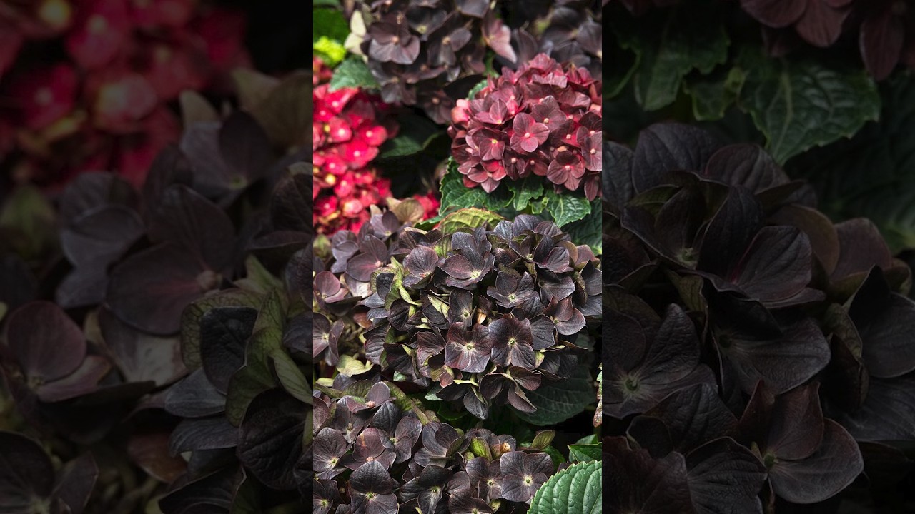 Layer Hydrangeas Like a Designer 🌿 Create More Depth, Color & Seasonal ...
