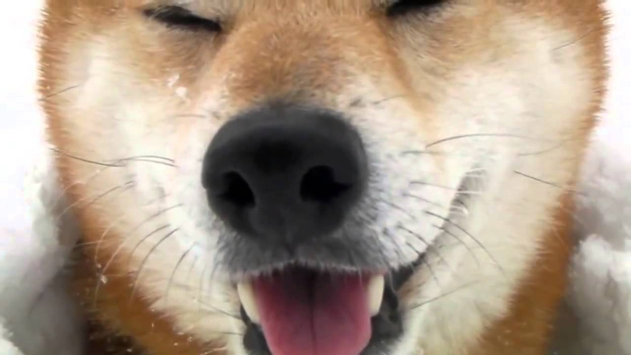 Shiba Inu in the snow Beautiful video from Japan ! - YouTube