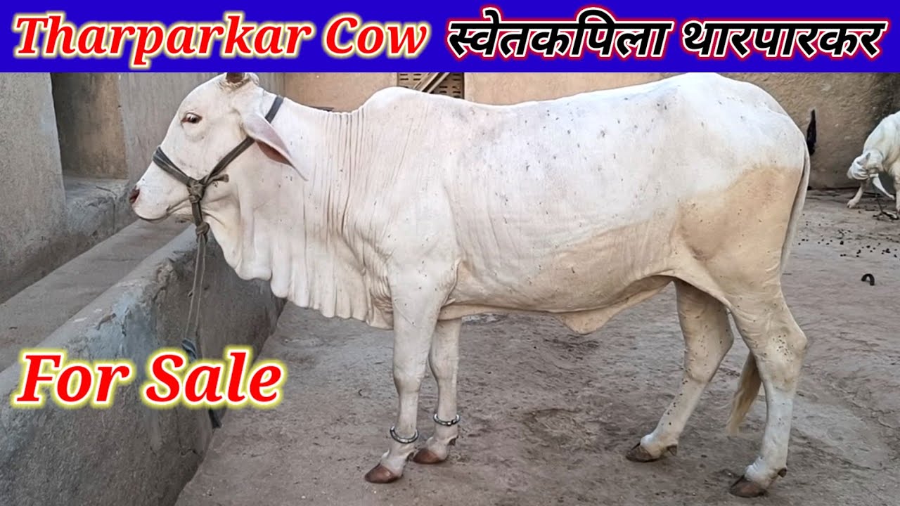 Tharparkar Cow, स्वेतकपिला थारपारकर, राजस्थान में उपलब्ध @PremAgroFarm ...