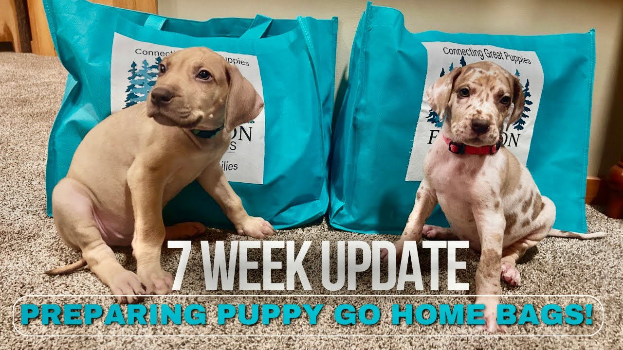 PREPARING GO HOME BAGS | 7 WEEK PUPPY UPDATE - YouTube