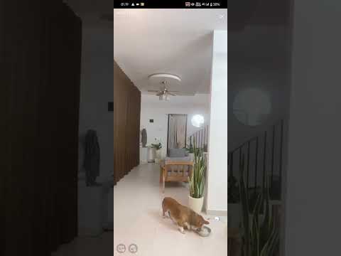 Bigo live cewe cantik goyang 1