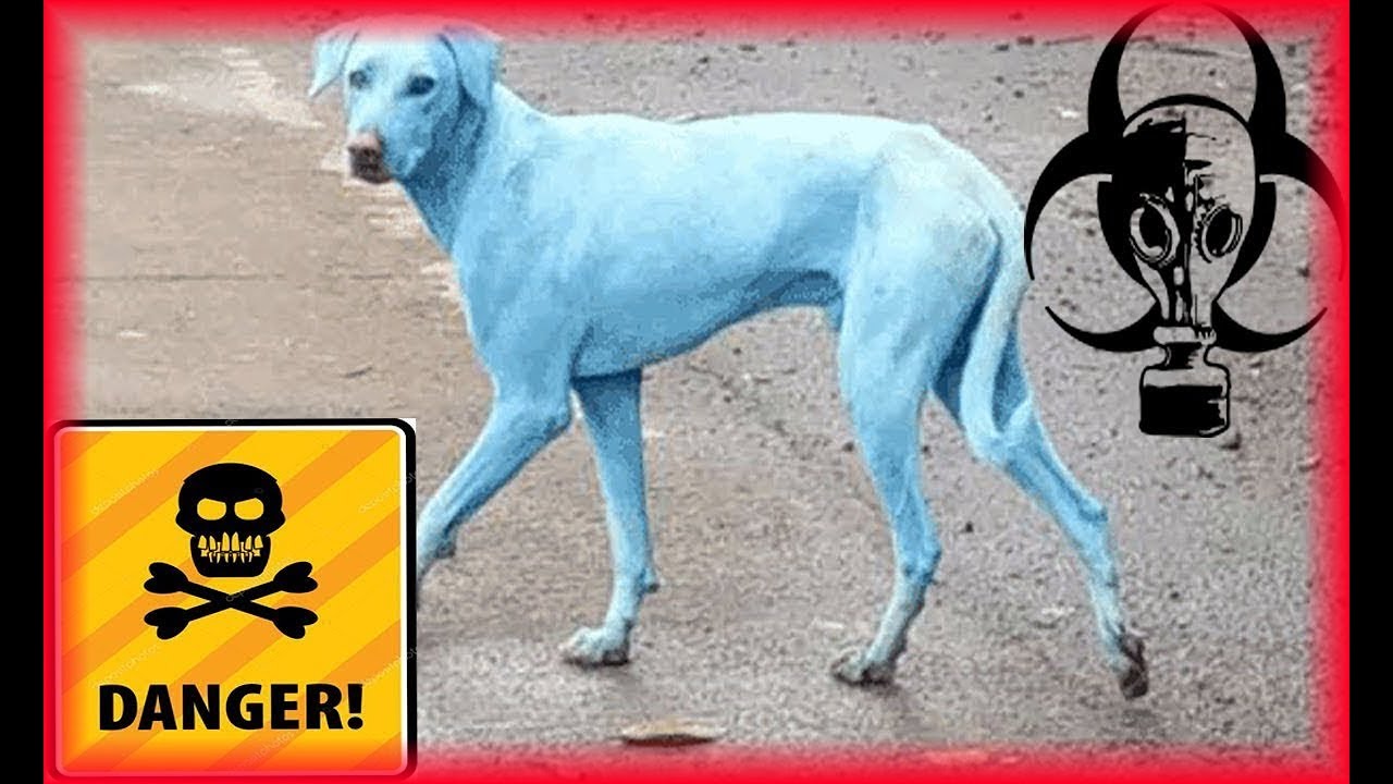 Perros azules en India - YouTube