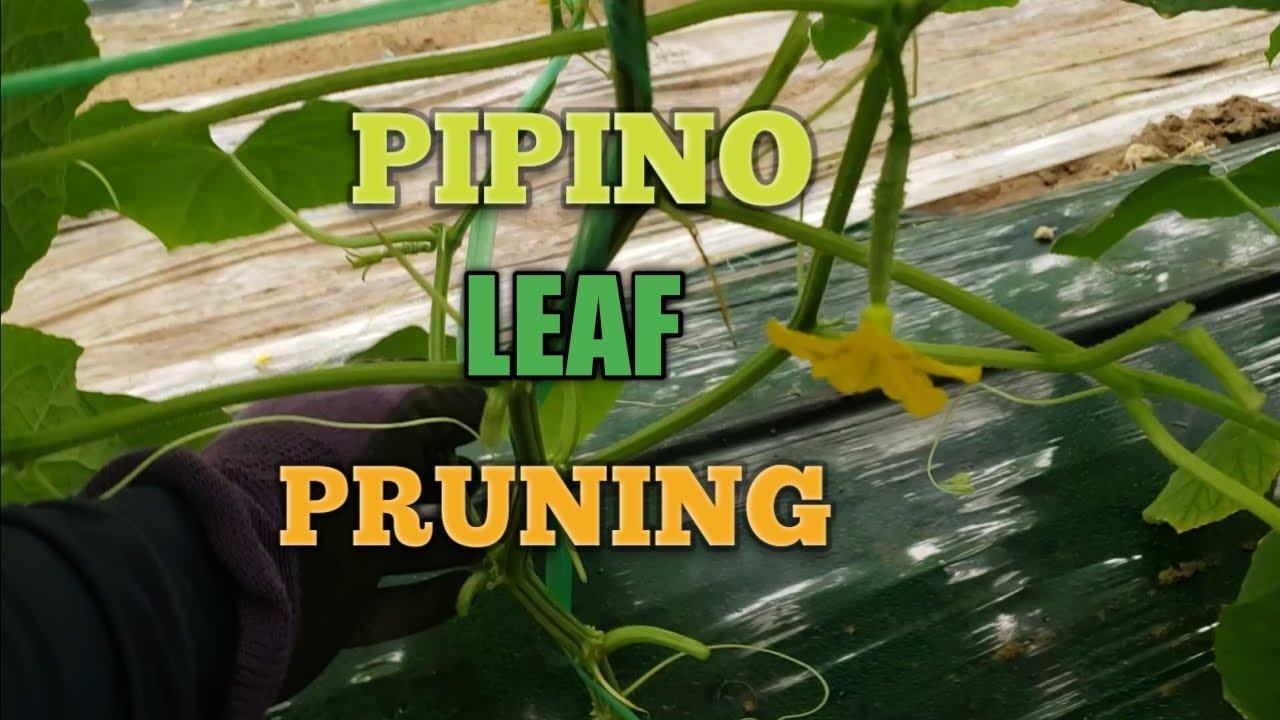 Pipino Leaf Pruning. - YouTube