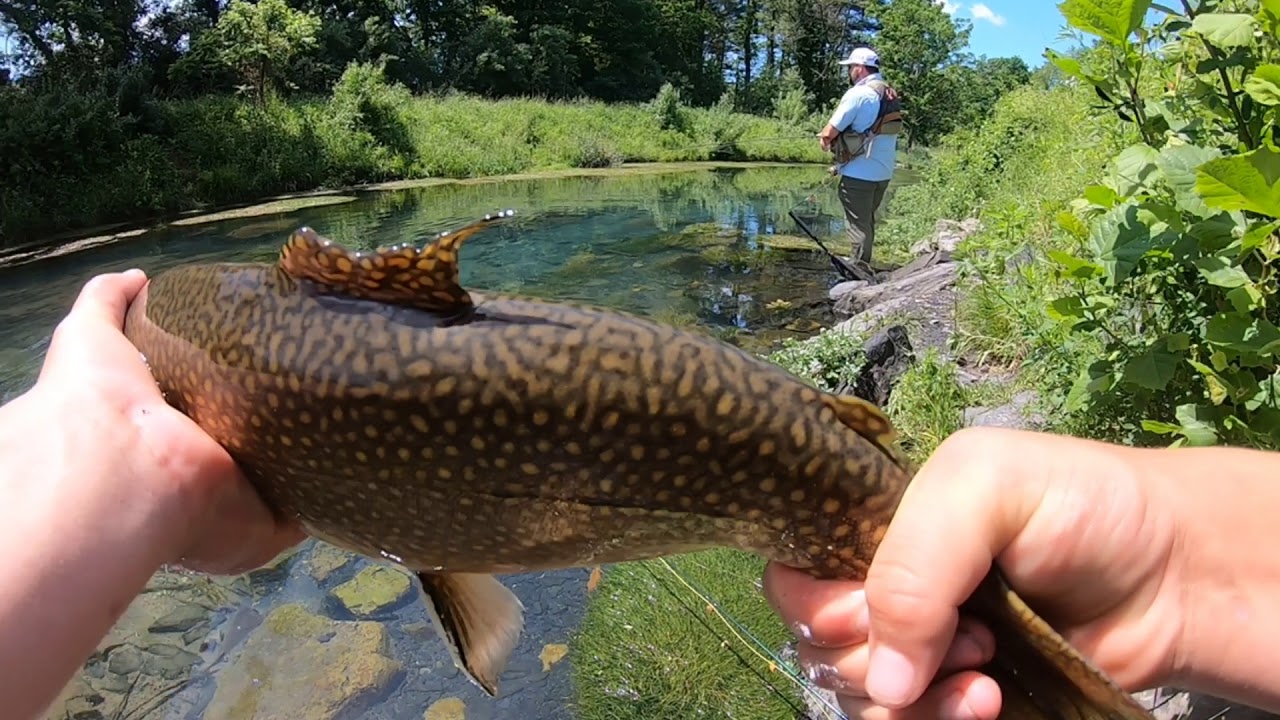 Best Looking Brook Trout All Seasons Spring Run Creek Virginia - YouTube