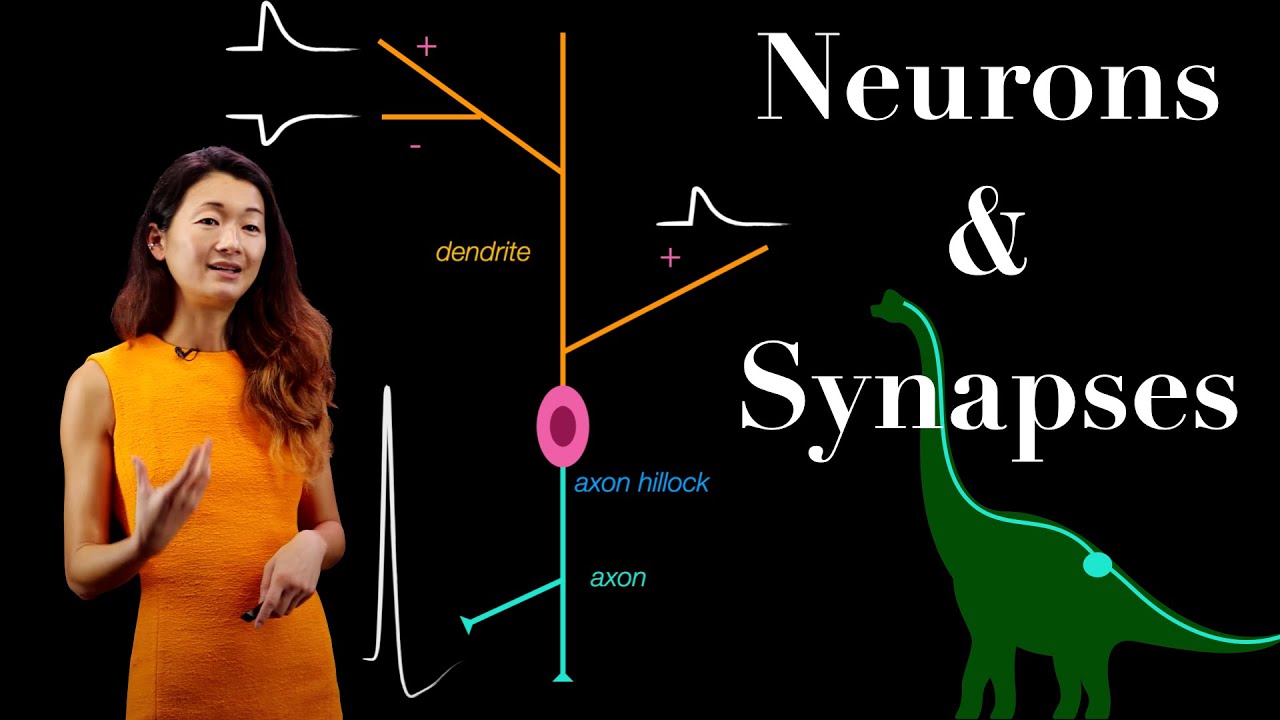Anatomy of a Neuron | Parts of a Synapse - YouTube