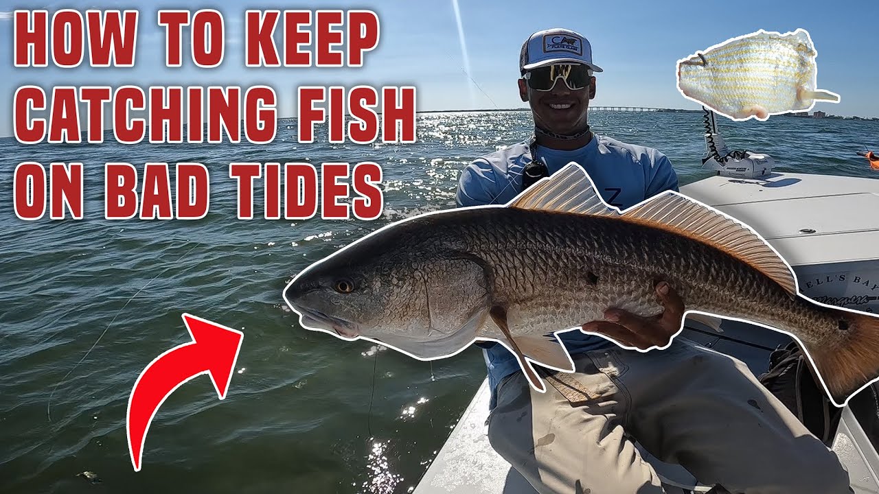 Showing Off How Good Cut Bait Can Be With A Bad Tide! - YouTube