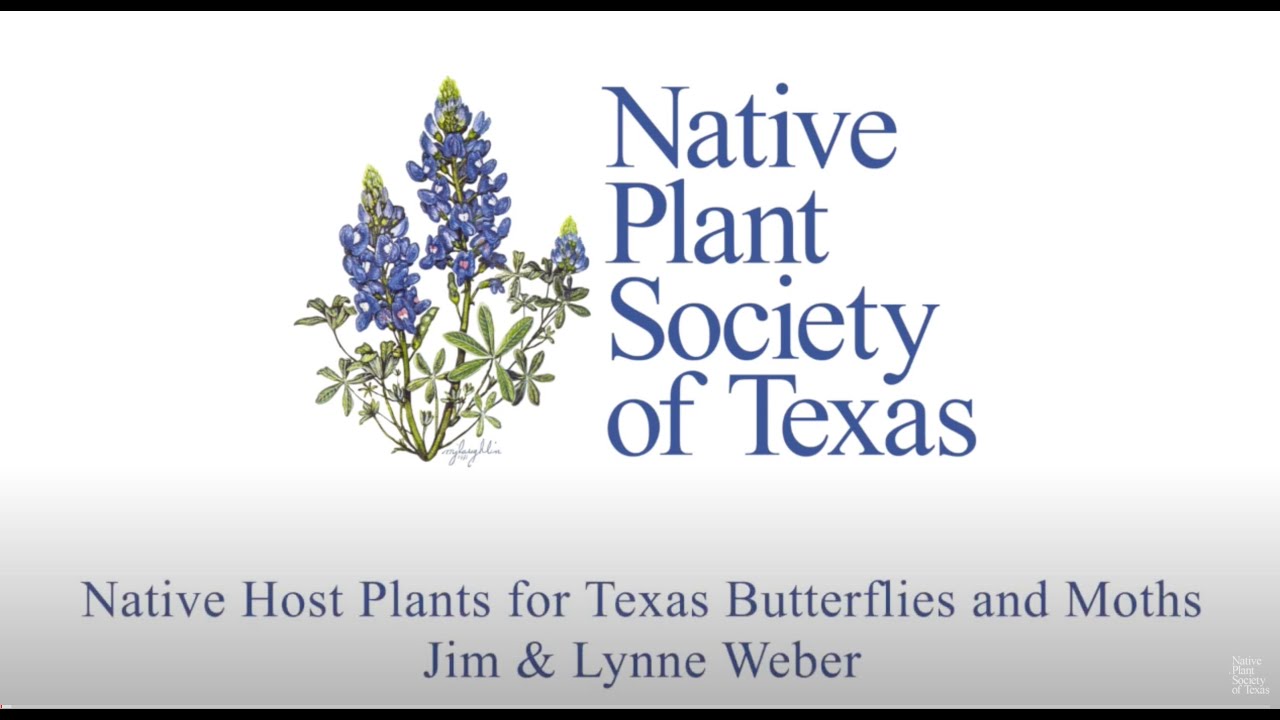 Native Host Plants for Texas Butterflies and Moths - YouTube