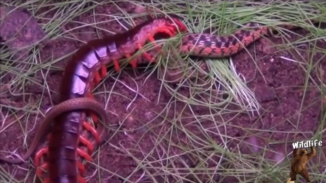 A fighting between centipedes and poisonous snakes - YouTube