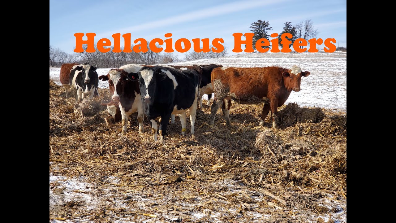 Hellacious heifers - YouTube