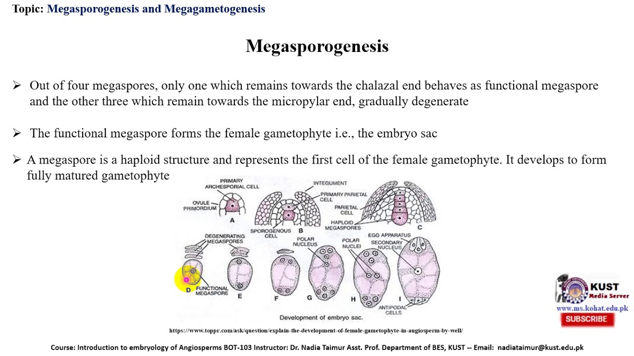 Megasporogenesis and Megagametogenesis || BOT-103 || Lecture 08 || by ...