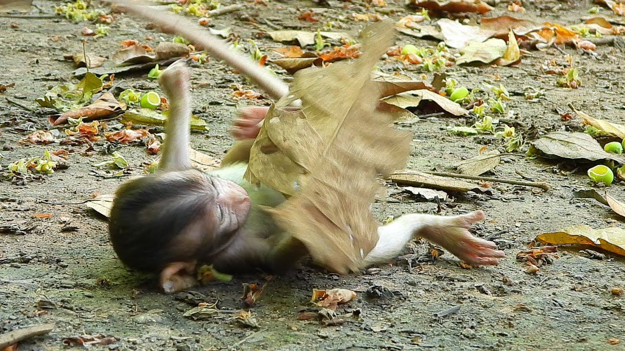 Poorly Baby Monkey Falling By Mom. - YouTube