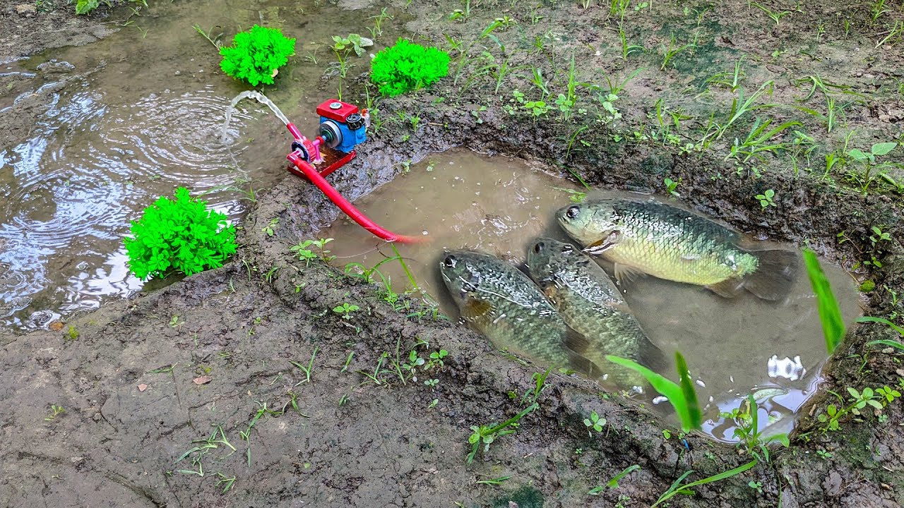 How To Catch Fish Using Mini Water Pump - Fishing Exciting Science ...