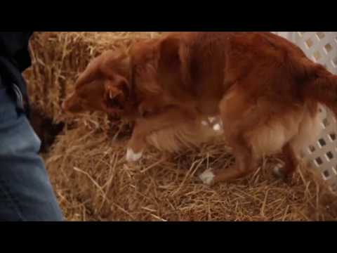 Barn Hunt, a popular and growing dog sport, thrives in Columbia - YouTube