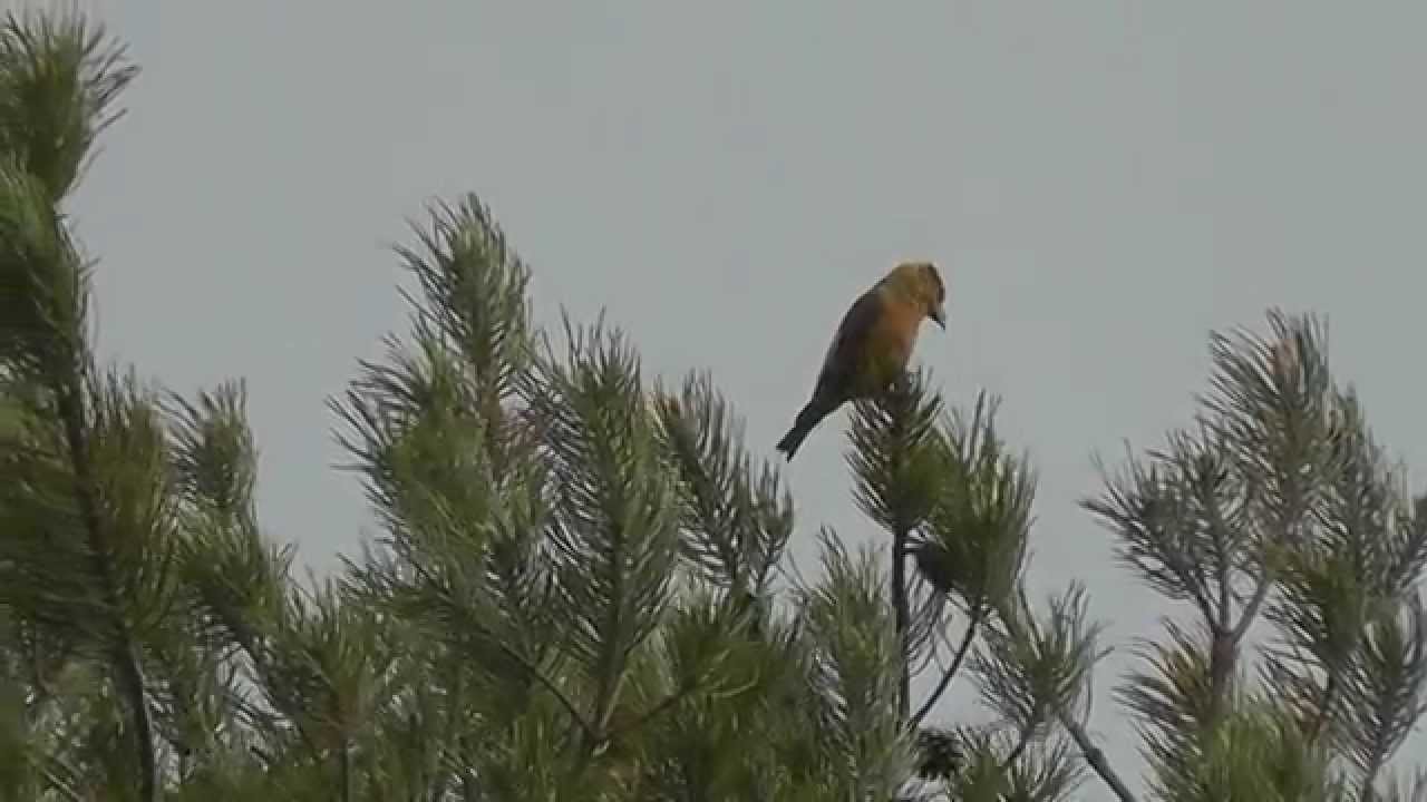 Crossbill feeding on pine cone seeds - YouTube