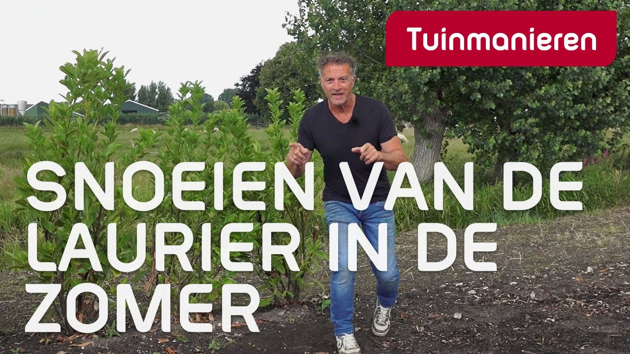 De Laurier snoeien in de zomer, hoe doe je dat? | Snoeien ...