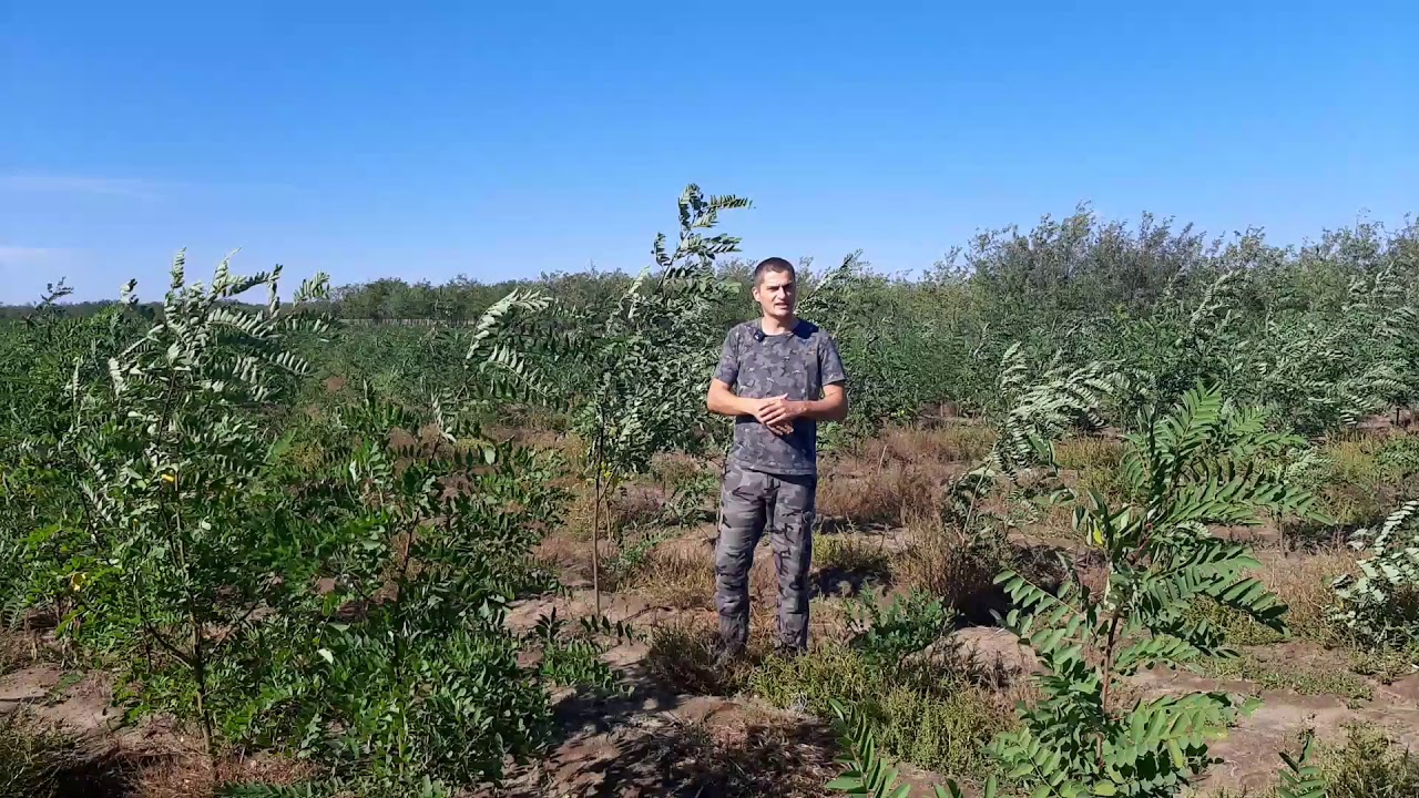 Pădurea de salcâm din nisipurile de la Mârșani (plantată în martie 2020 ...