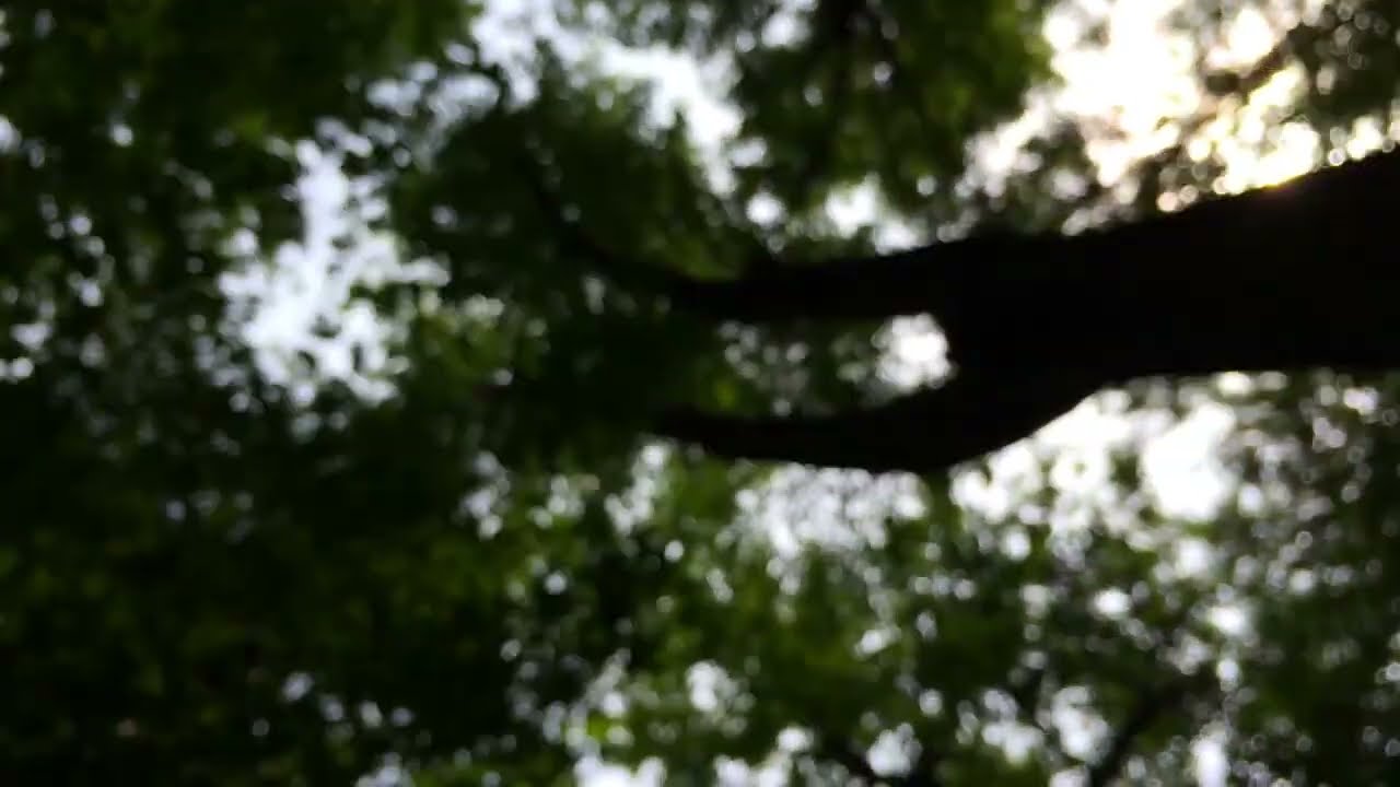 4K trees stock videos,NON-COPYRIGHTED - YouTube