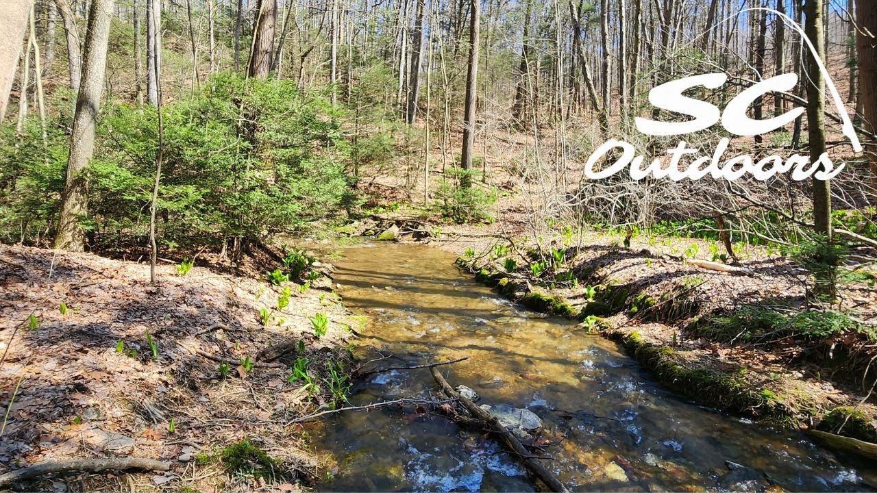 Wild Trout on a Small No Name Stream - YouTube