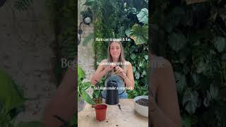 Let’s grow happy plants together!! #houseplants