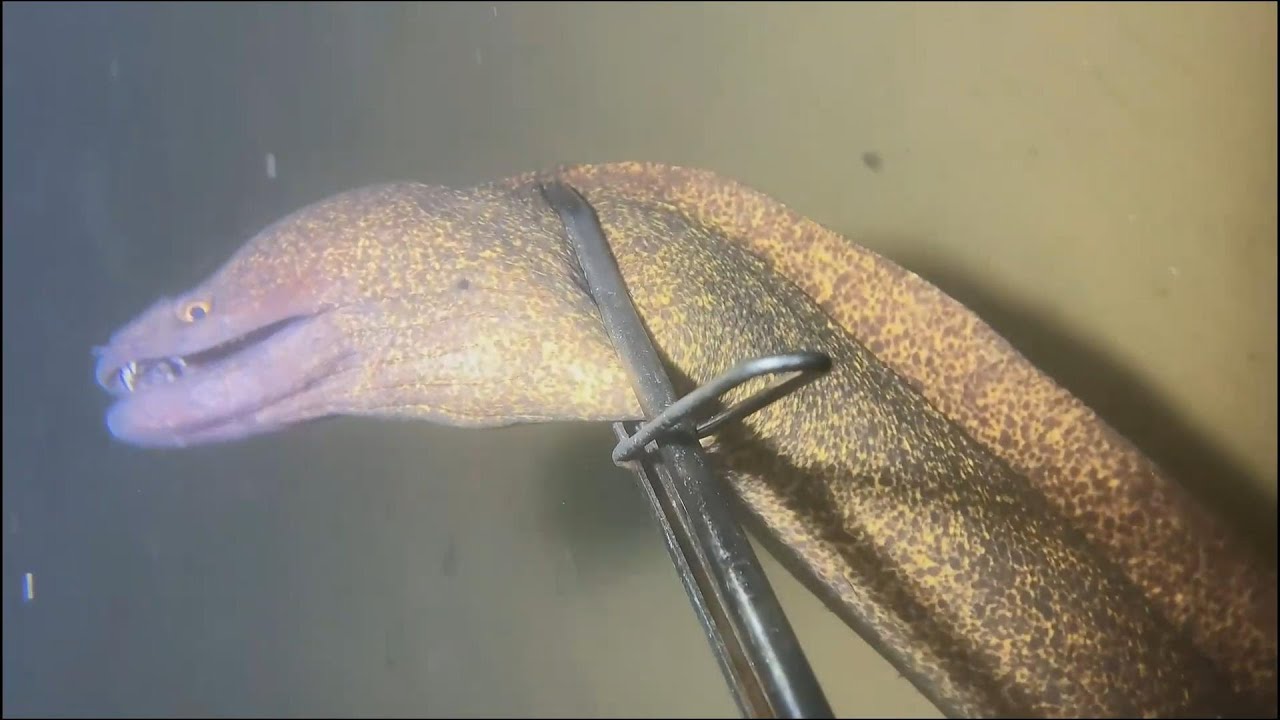 Diving for seafood, Lots of crabs! | Part 3 - YouTube