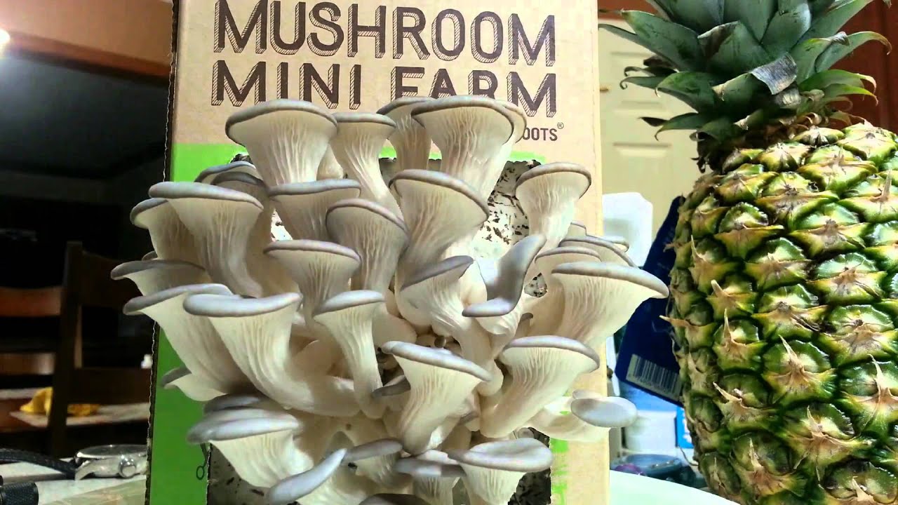Mini Mushroom Farm Timelapse - YouTube