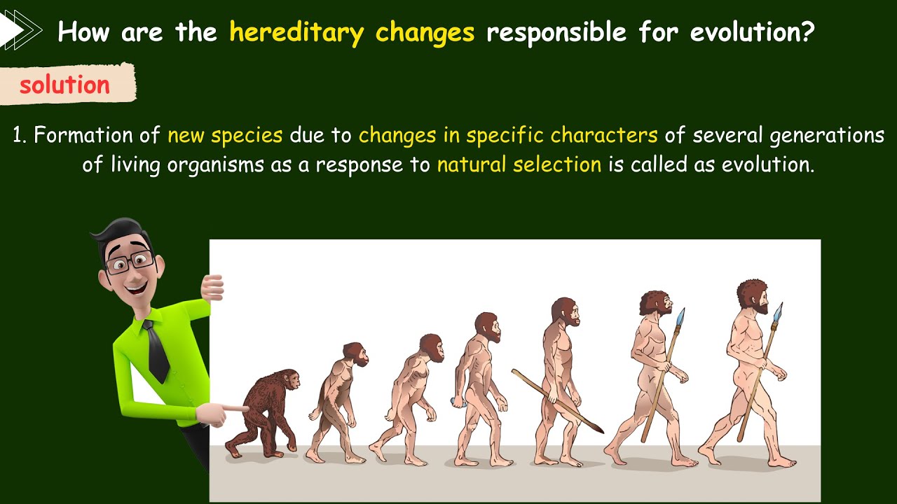 How are hereditary changes responsible for evolution? | Hereditary Changes and the Evolution ...