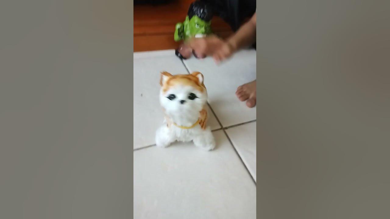 Cutie Cat 😺😍 Youtube