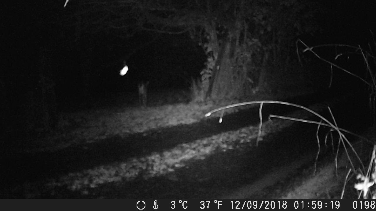 deer & spider - YouTube