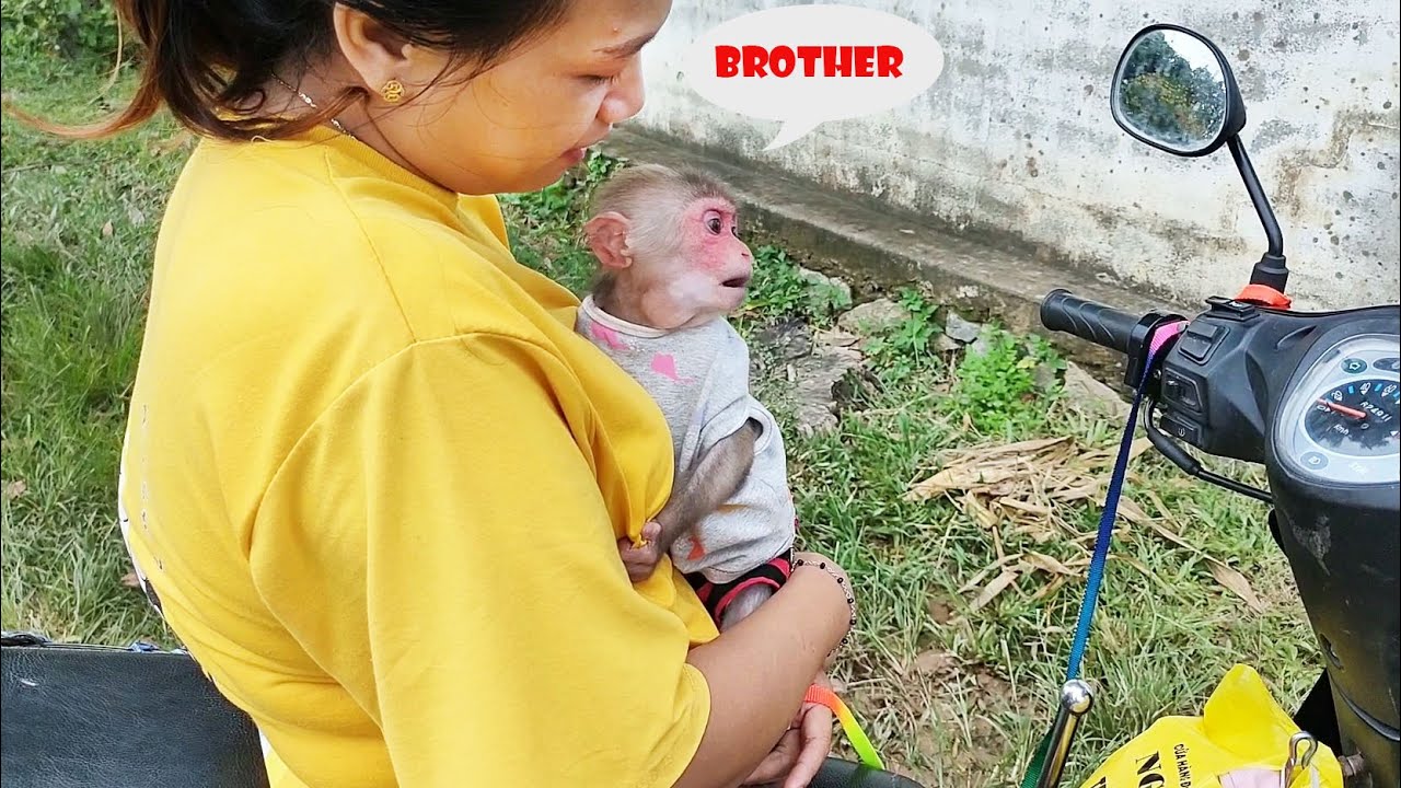 Baby monkey Bob's reaction when picking up his brother from school ...