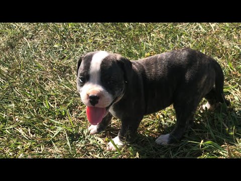 Raising American Bulldog puppies on a farm…week 4 update - YouTube