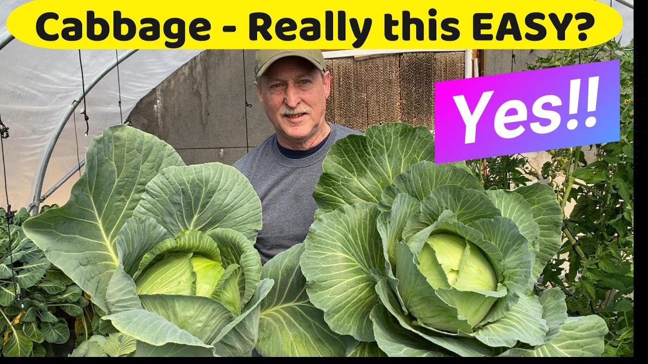 Easy Steps to Grow Amazing Cabbage at Home: A Beginner's Guide - YouTube