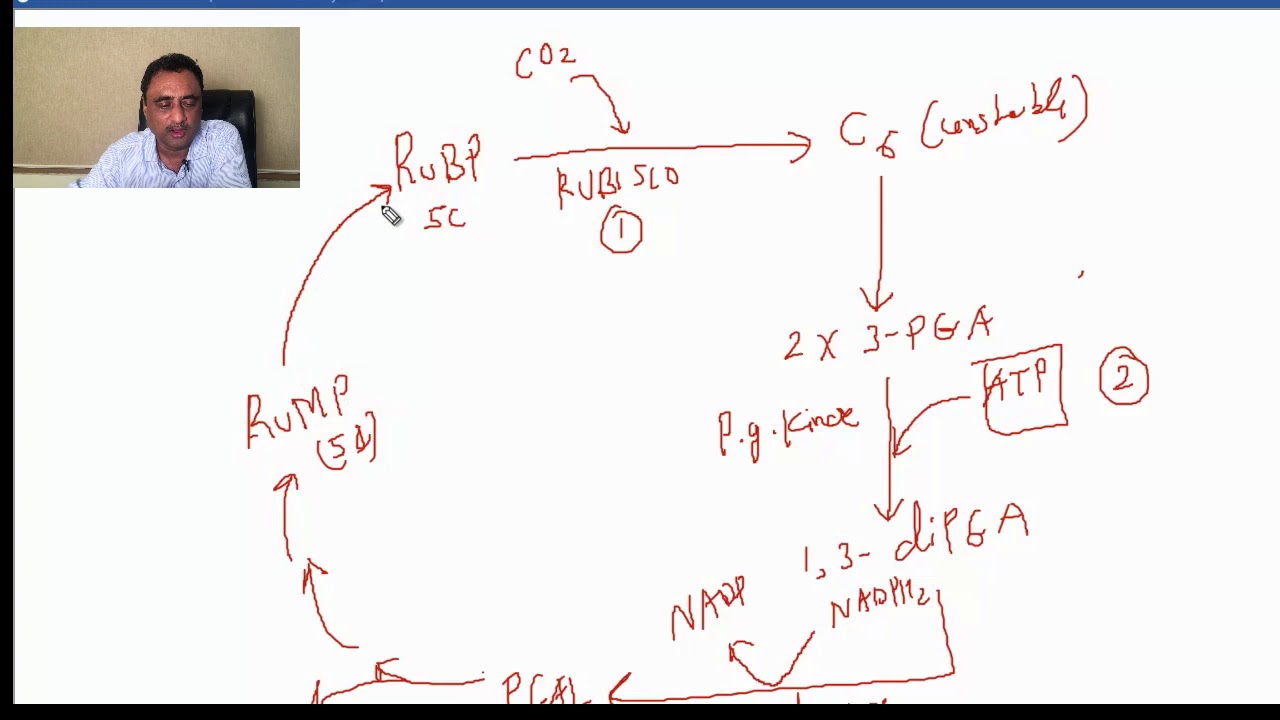 Calvin Cycle - YouTube