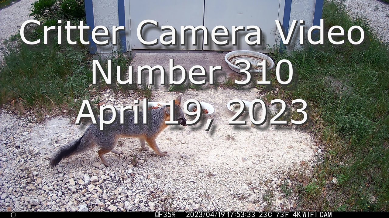 Critter Cam Video 310 April 19, 2023 in 4K #CritterCamera #TrailCamera ...