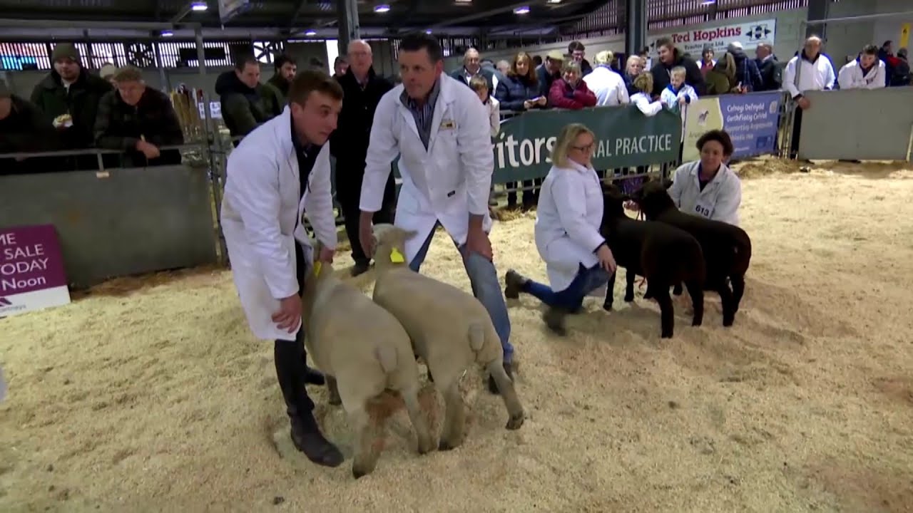 Pencampwriaeth Defaid Iseldir Pur | Pure bred Lowland Sheep ...