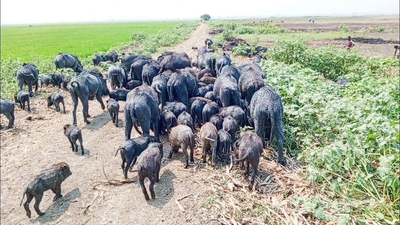 amazing hata pig - YouTube