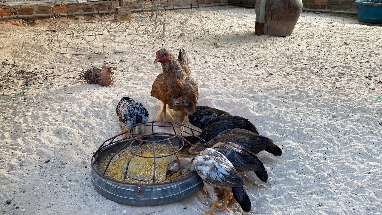 The beautiful hen and chicks Puma update - YouTube