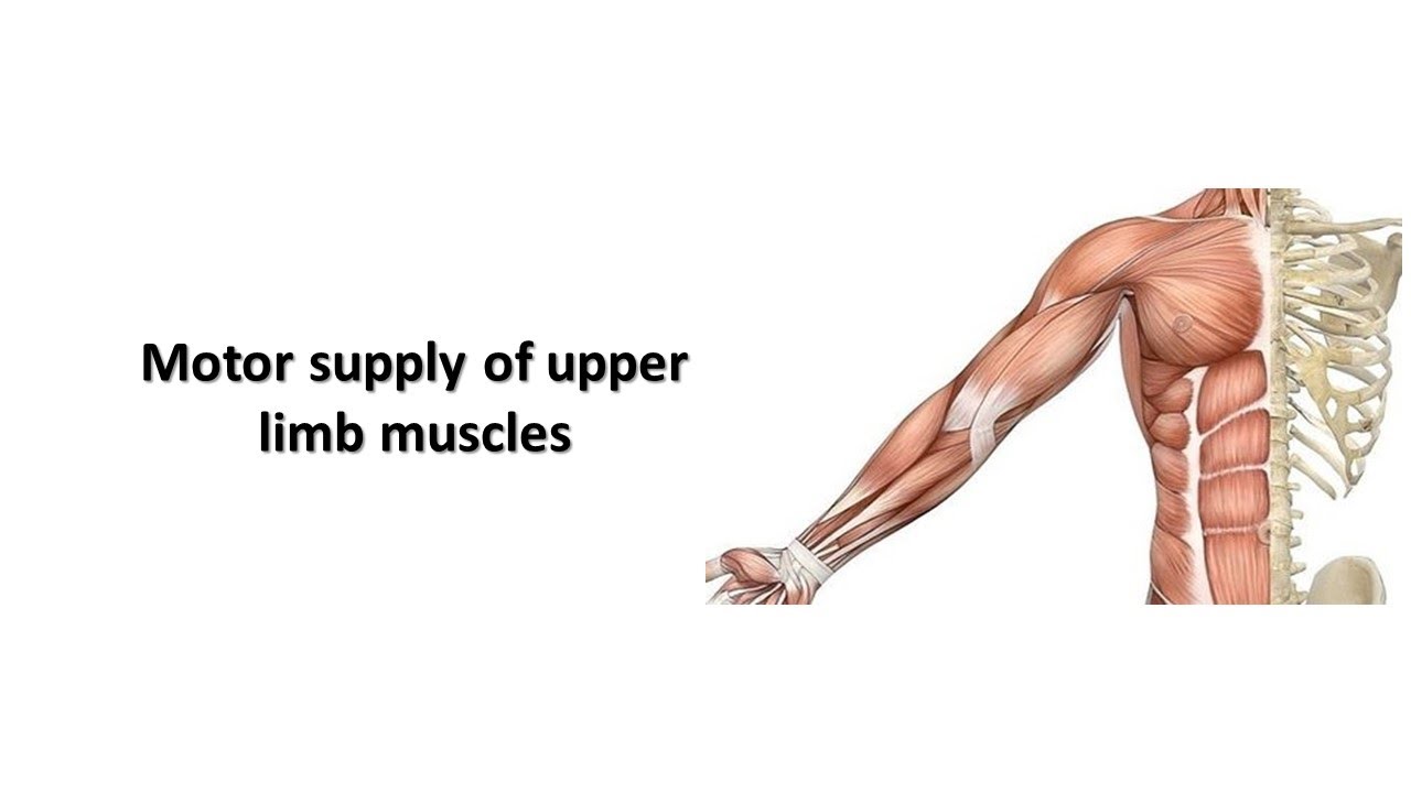 Nerve supply of muscles of upper limb briefly. Prof. Dr. Md. Ashfaqur ...