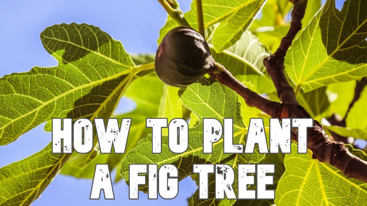 How to Plant a Fig Tree in the Ground (Propagate Fig Trees by Air ...