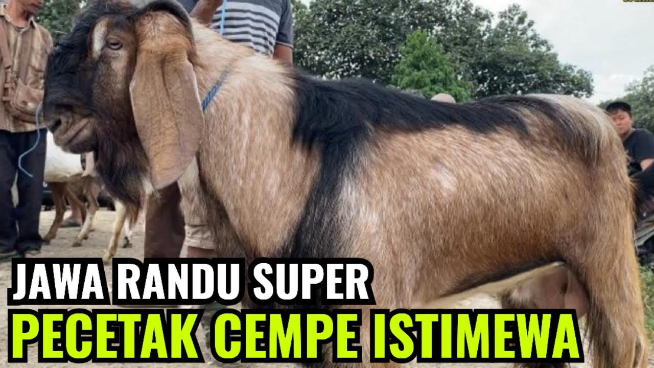 Kambing Jawa Randu Super, Kambing Terbesar, Pasar Kambing Dimoro Blitar ...