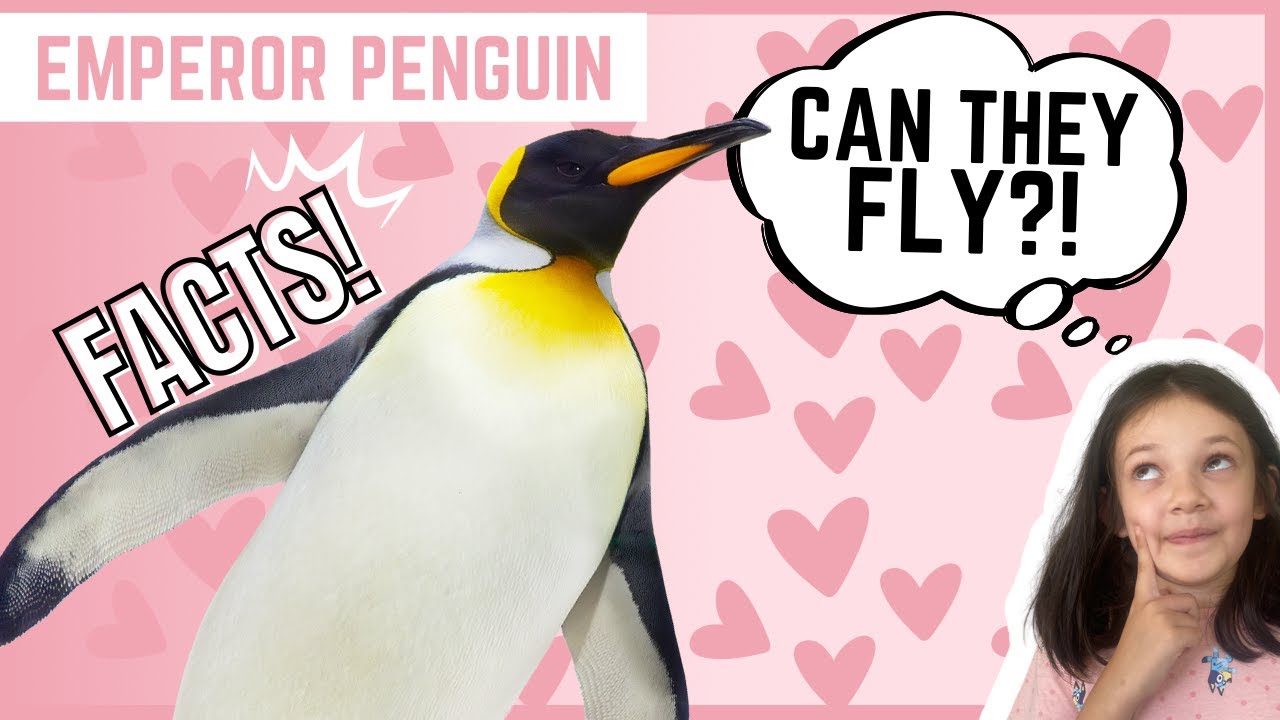EMPEROR PENGUIN | Animal Fun Facts | (For Kids) - YouTube