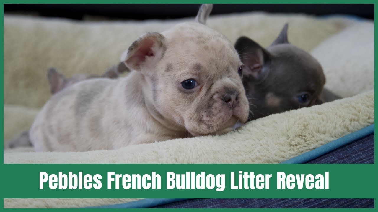 Pebble's French Bulldog Litter Update and Weigh In - YouTube