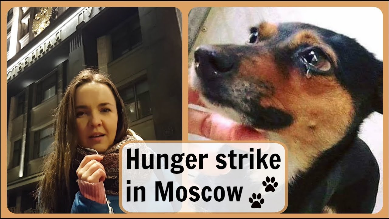 Vlog in Russian 10. Hunger Strike at the State Duma in Moscow. Закон ...