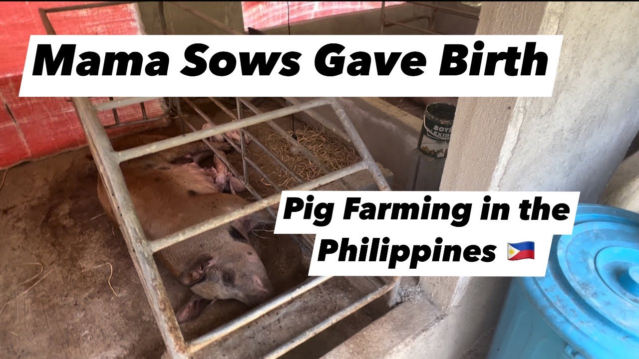 OUR 2 MAMA SOWS GAVE BIRTH | HEALTHY PIGLETS | HOG RAISING | PIG ...